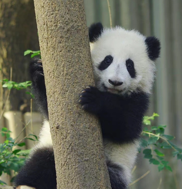 Realistic 3-Month-Old Heye Panda Plush | Perfect Lifelike Panda Plush
