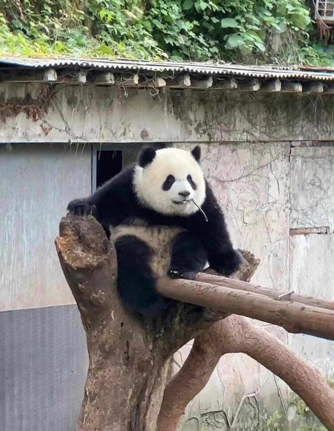 Yu Ai Panda Plush – 100% Handmade Realistic Panda Toy | Panda Factory